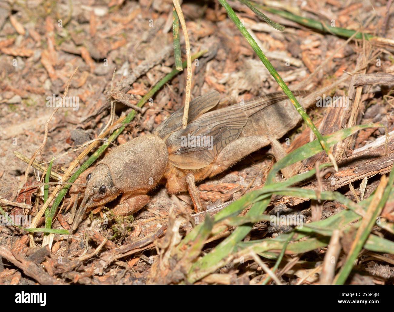 Mole Crickets (Gryllotalpidae) Insecta Stock Photo - Alamy