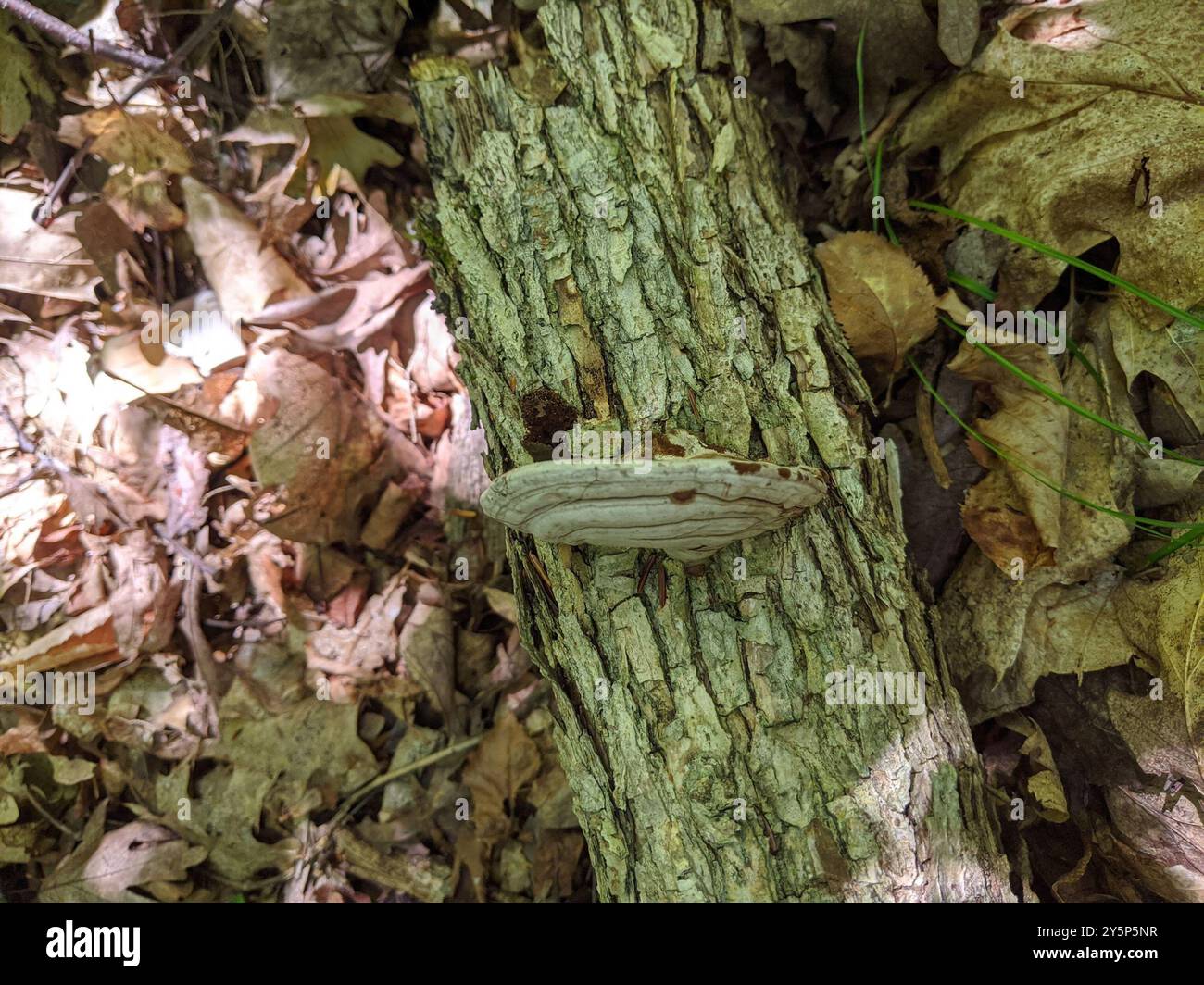 (Ganoderma megaloma) Fungi Stock Photo - Alamy