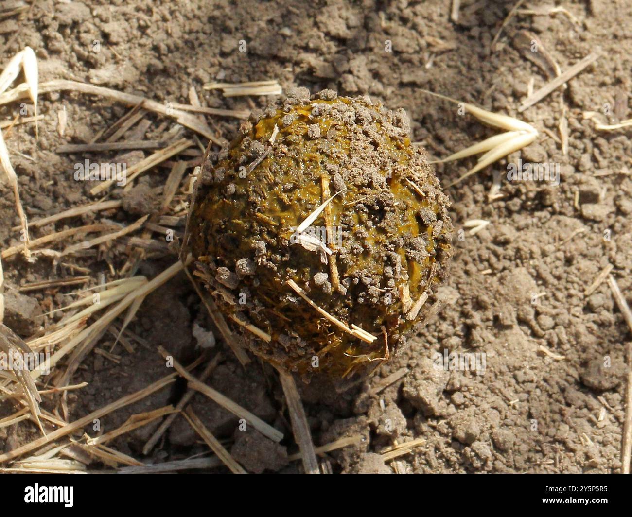 Gymnopleurus mopsus hi-res stock photography and images - Alamy