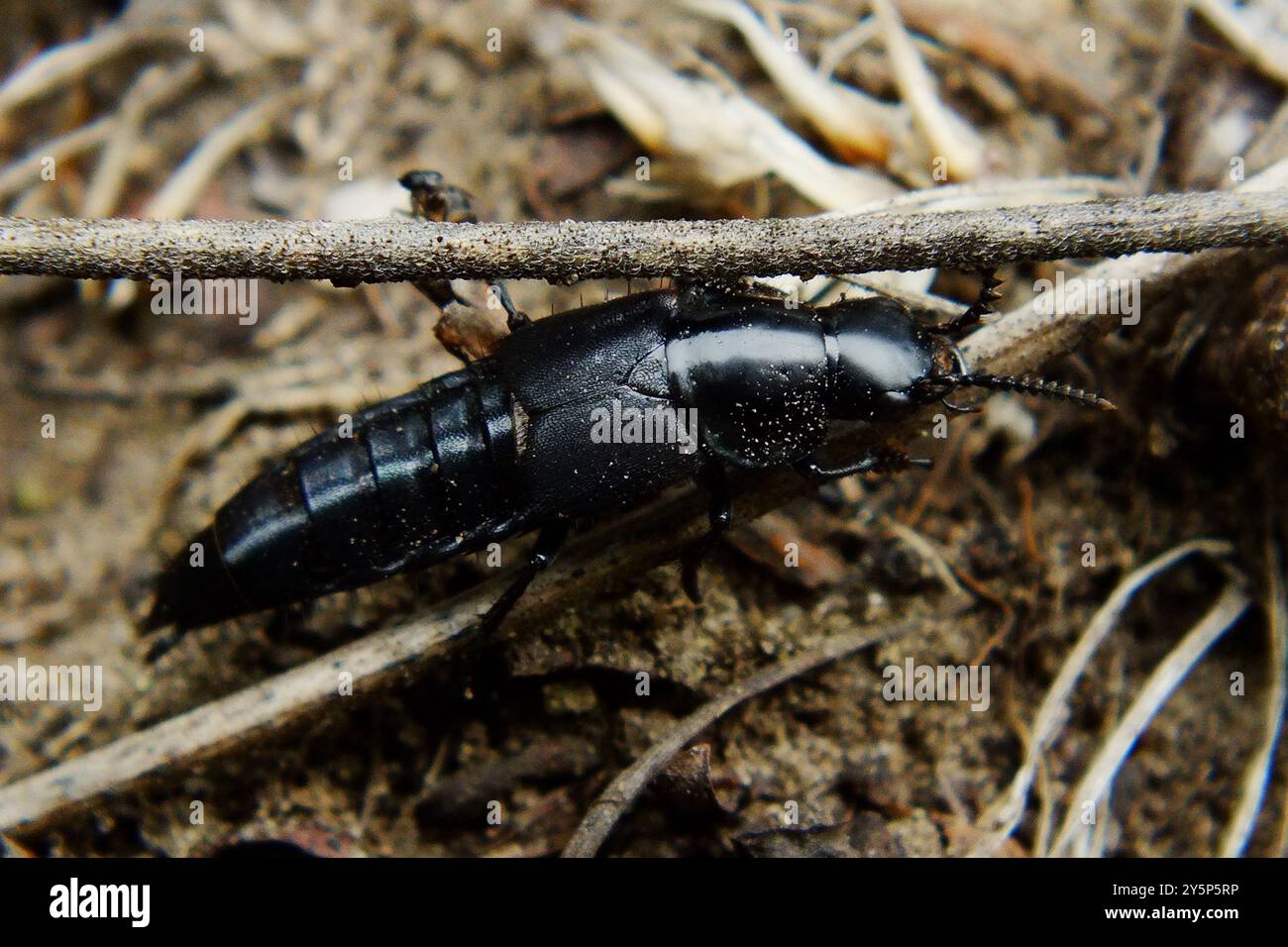 Hornet Rove-beetle (Quedius dilatatus) Insecta Stock Photo - Alamy