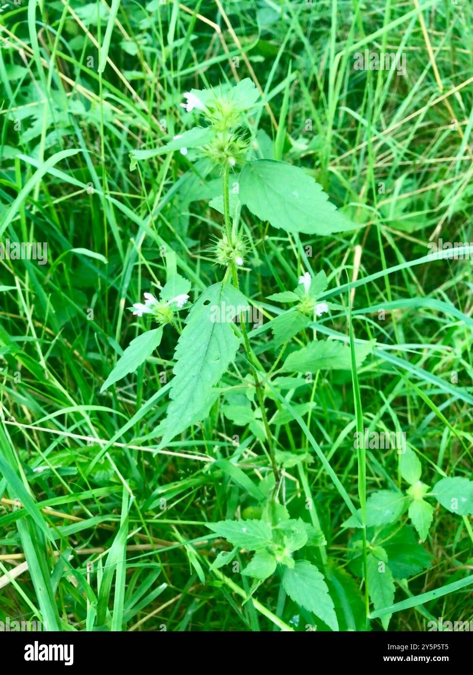 Common hemp-nettle (Galeopsis tetrahit) Plantae Stock Photo - Alamy