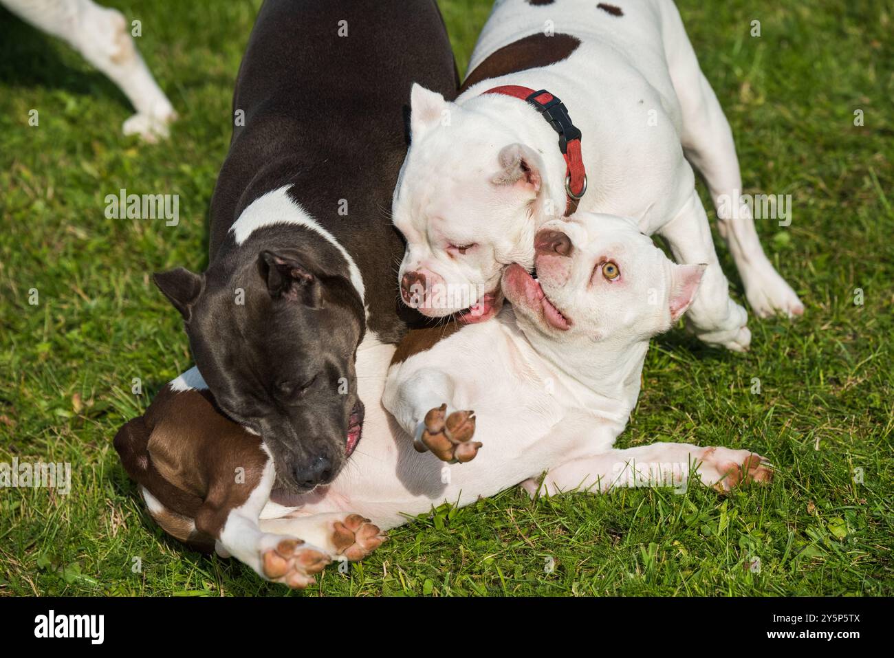 American Bully puppies and American Staffordshire Terrier dog Stock ...