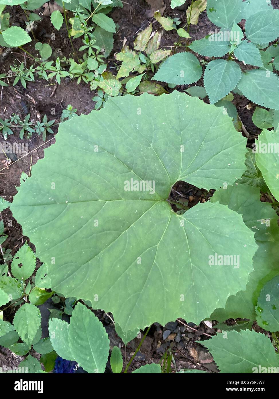 Great Indian Plantain (Arnoglossum reniforme) Plantae Stock Photo - Alamy