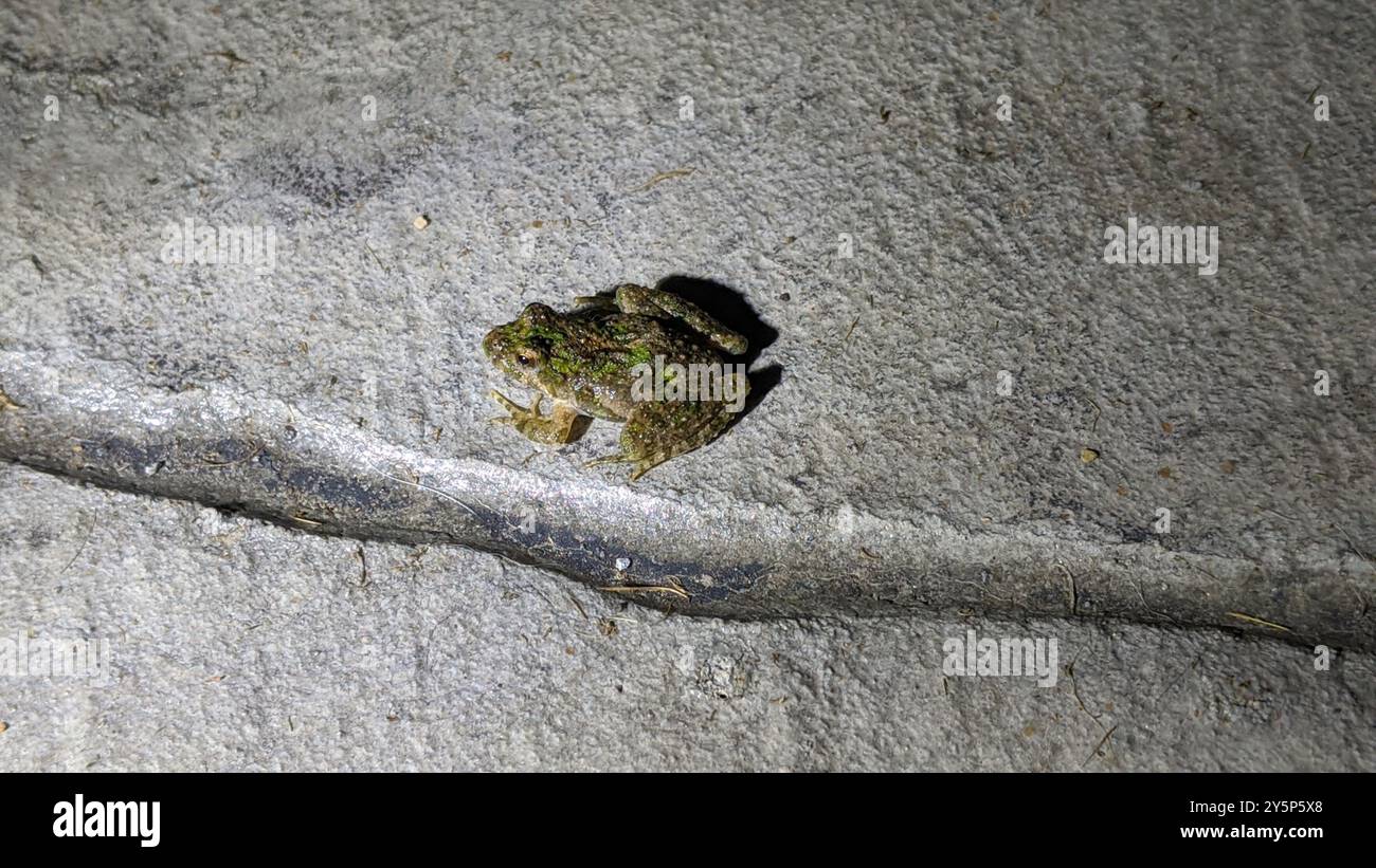 Northern Cricket Frog (Acris crepitans) Amphibia Stock Photo - Alamy