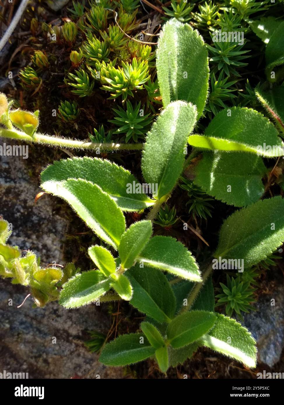 heath speedwell (Veronica officinalis) Plantae Stock Photo - Alamy