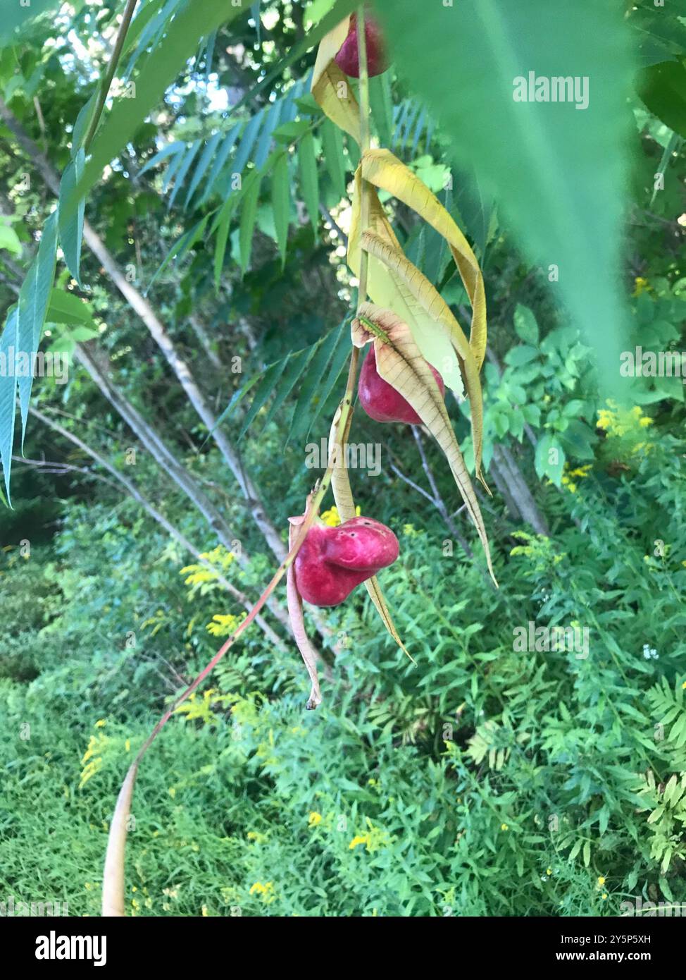 Sumac Gall Aphid (Melaphis rhois) Insecta Stock Photo - Alamy