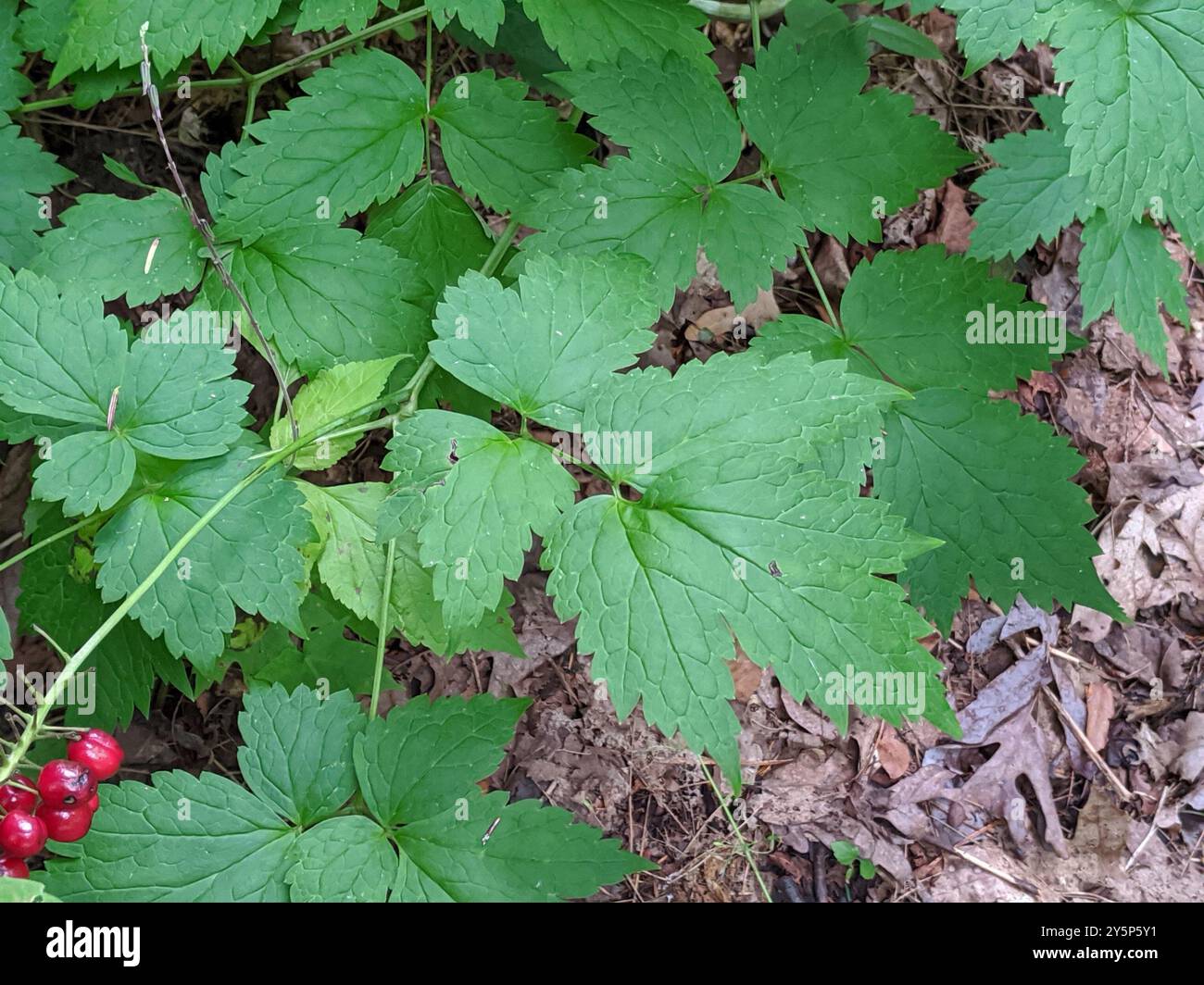 red baneberry (Actaea rubra) Plantae Stock Photo - Alamy