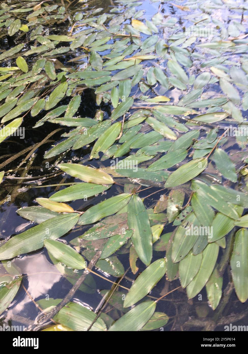 Longleaf Pondweed (Potamogeton nodosus) Plantae Stock Photo - Alamy