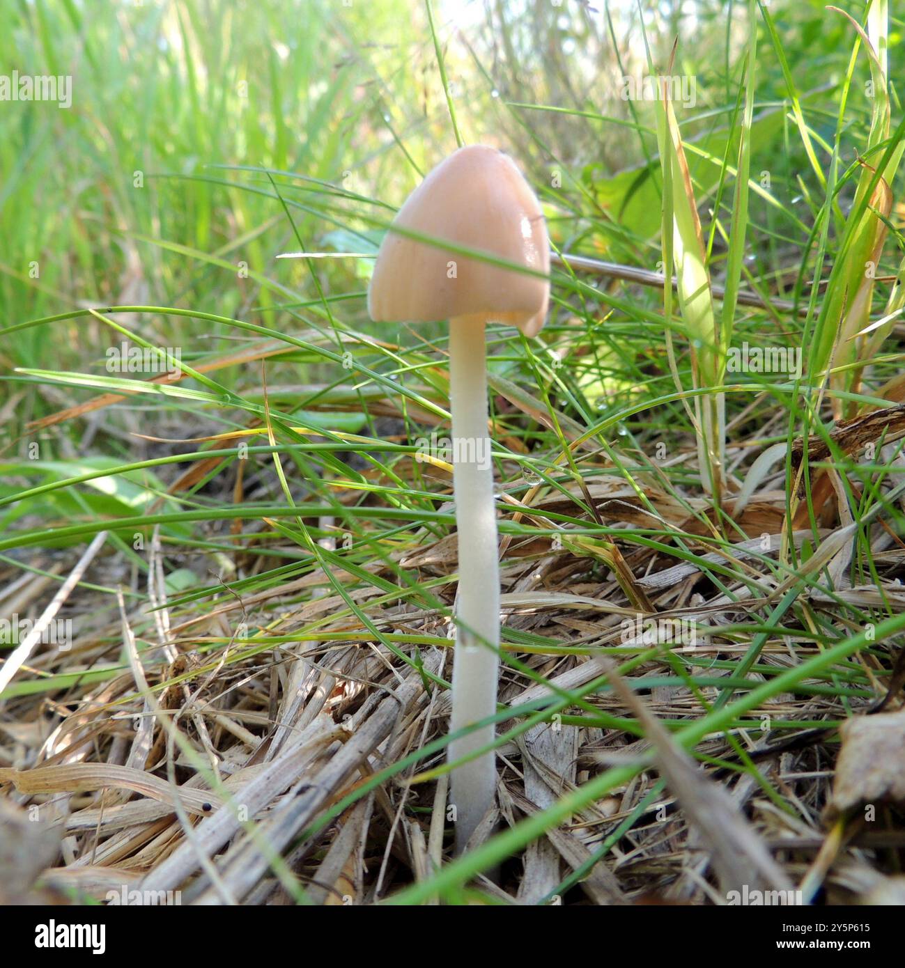 milky conecap (Conocybe apala) Fungi Stock Photo - Alamy