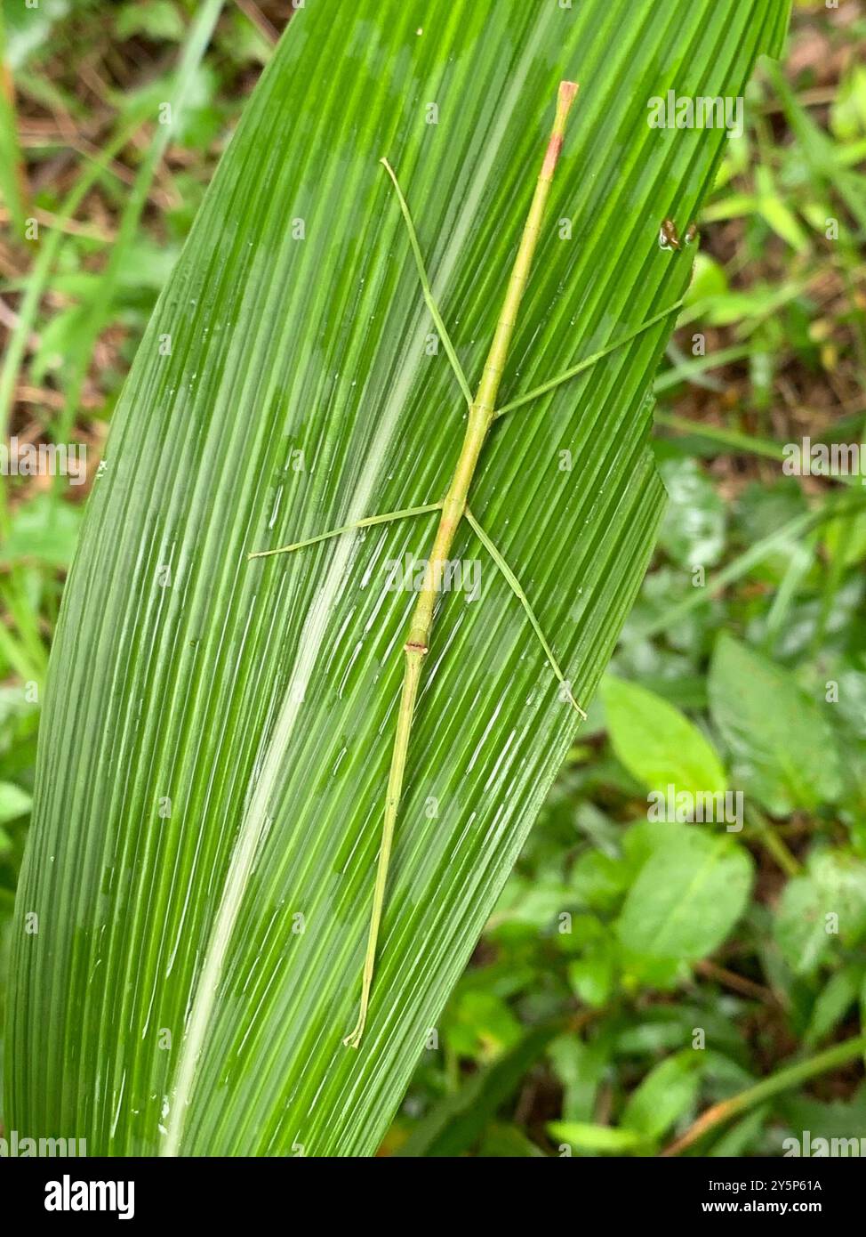 branchlet stick-insects (Ramulus) Insecta Stock Photo - Alamy