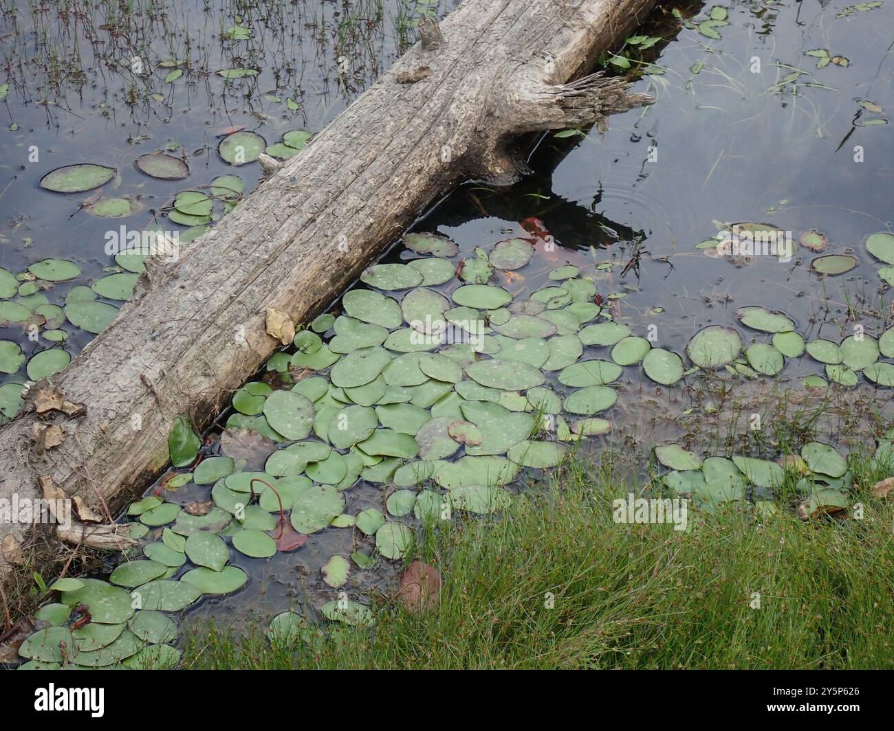 Watershield (Brasenia schreberi) Plantae Stock Photo - Alamy