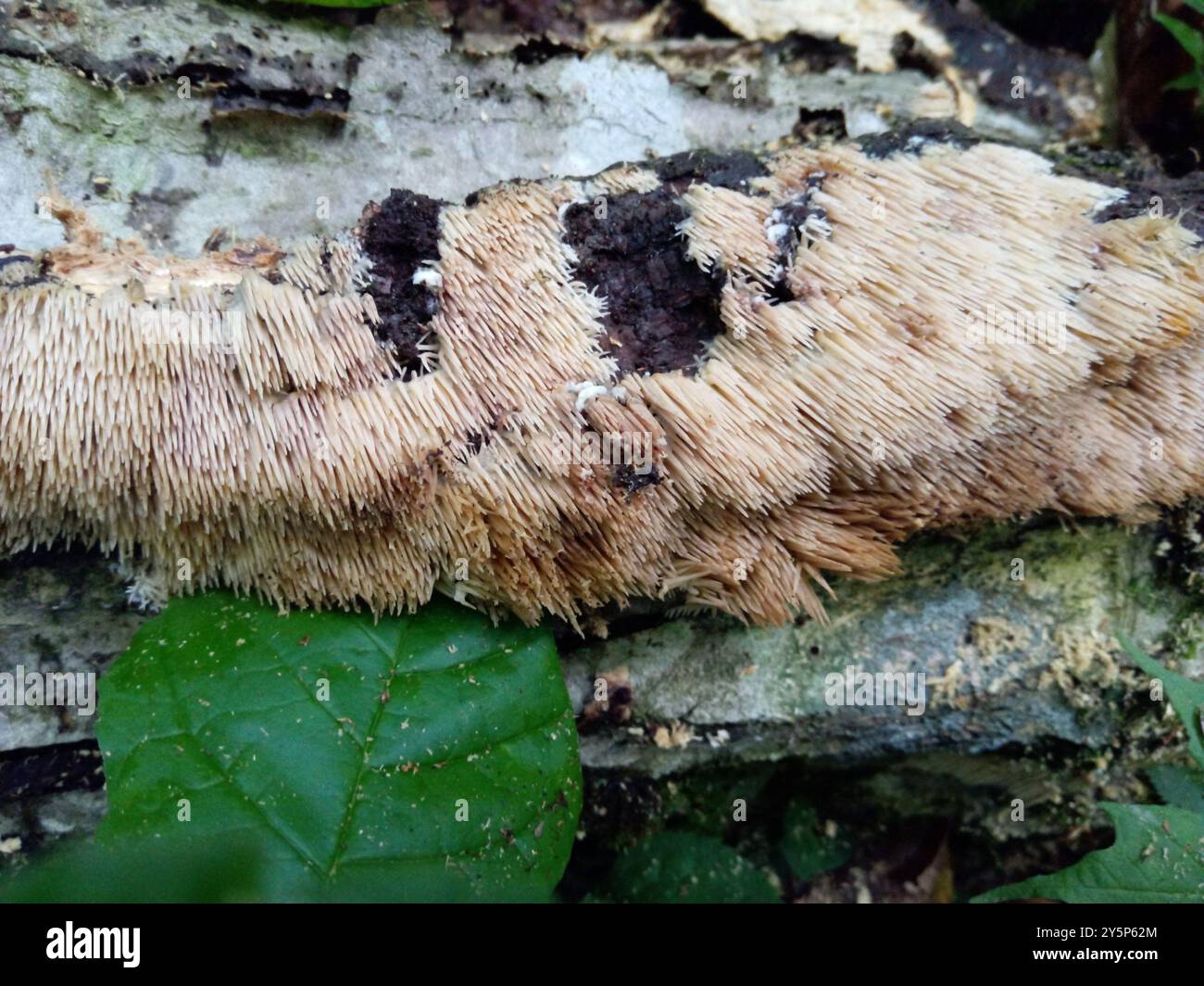 Asian Beauty (Radulomyces copelandii) Fungi Stock Photo - Alamy