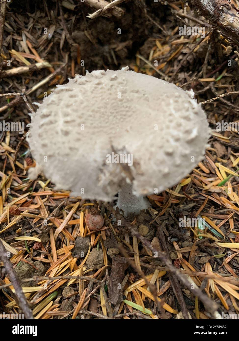 American Floury Amanita (Amanita farinosa) Fungi Stock Photo - Alamy