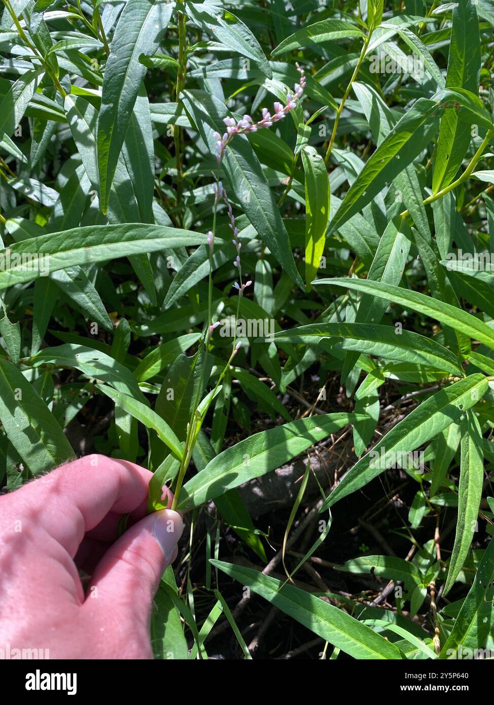 swamp smartweed (Persicaria hydropiperoides) Plantae Stock Photo - Alamy