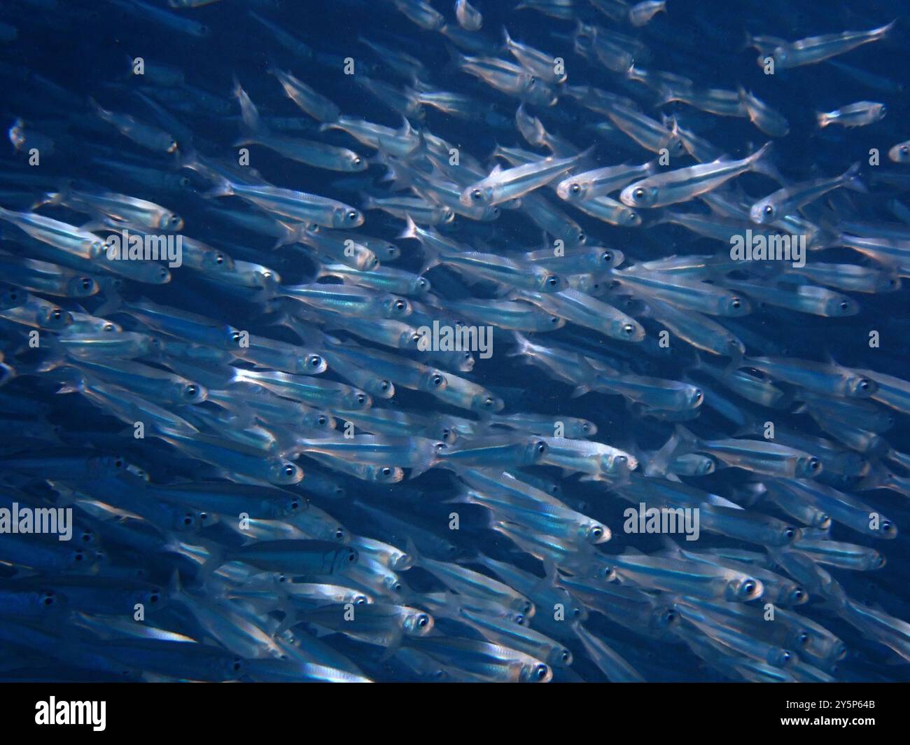 Red Sea hardyhead silverside (Atherinomorus forskalii) Actinopterygii ...