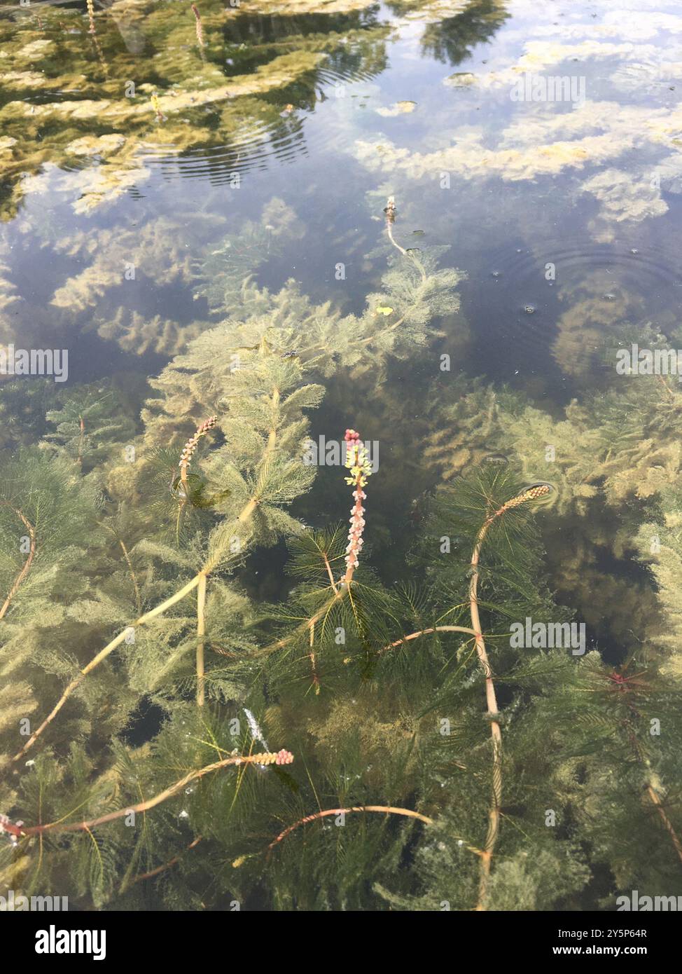 Eurasian water-milfoil (Myriophyllum spicatum) Plantae Stock Photo - Alamy