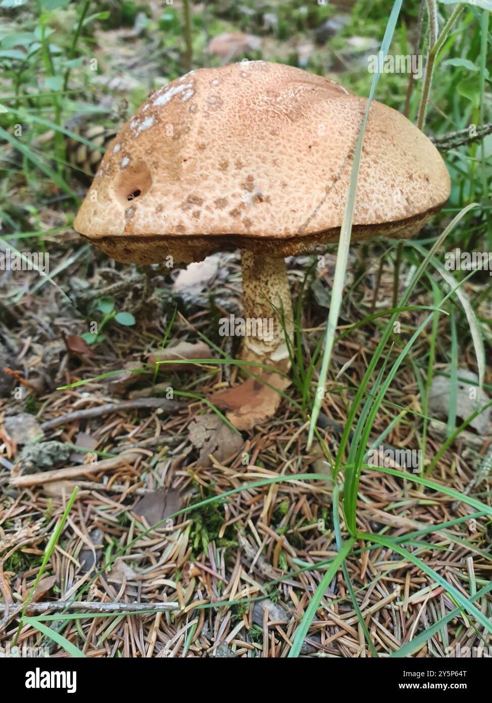 Red-capped Scaber Stalk (Leccinum aurantiacum) Fungi Stock Photo - Alamy