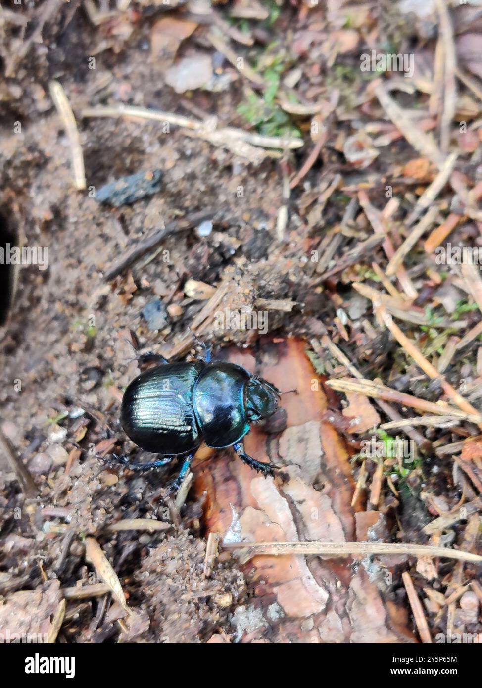 Woodland Dor Beetle (Anoplotrupes stercorosus) Insecta Stock Photo - Alamy