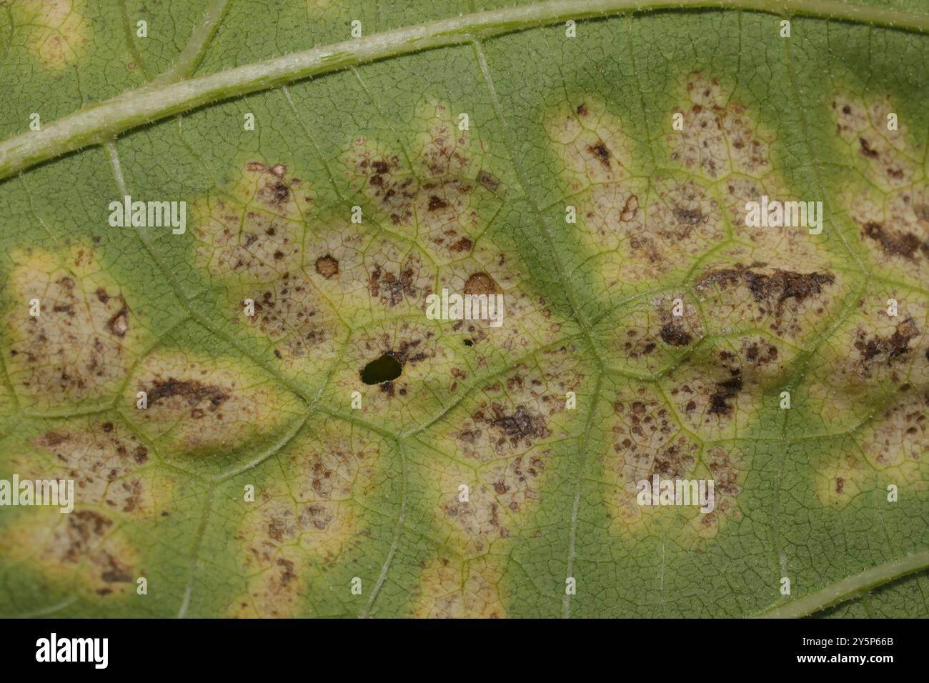 Verticillium hi-res stock photography and images - Alamy