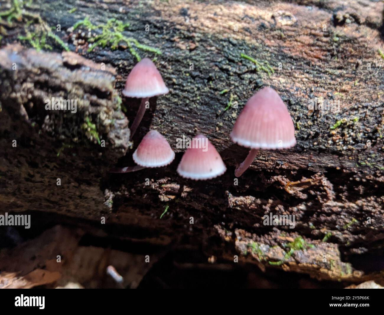 Bleeding Fairy Helmet (Mycena haematopus) Fungi Stock Photo - Alamy