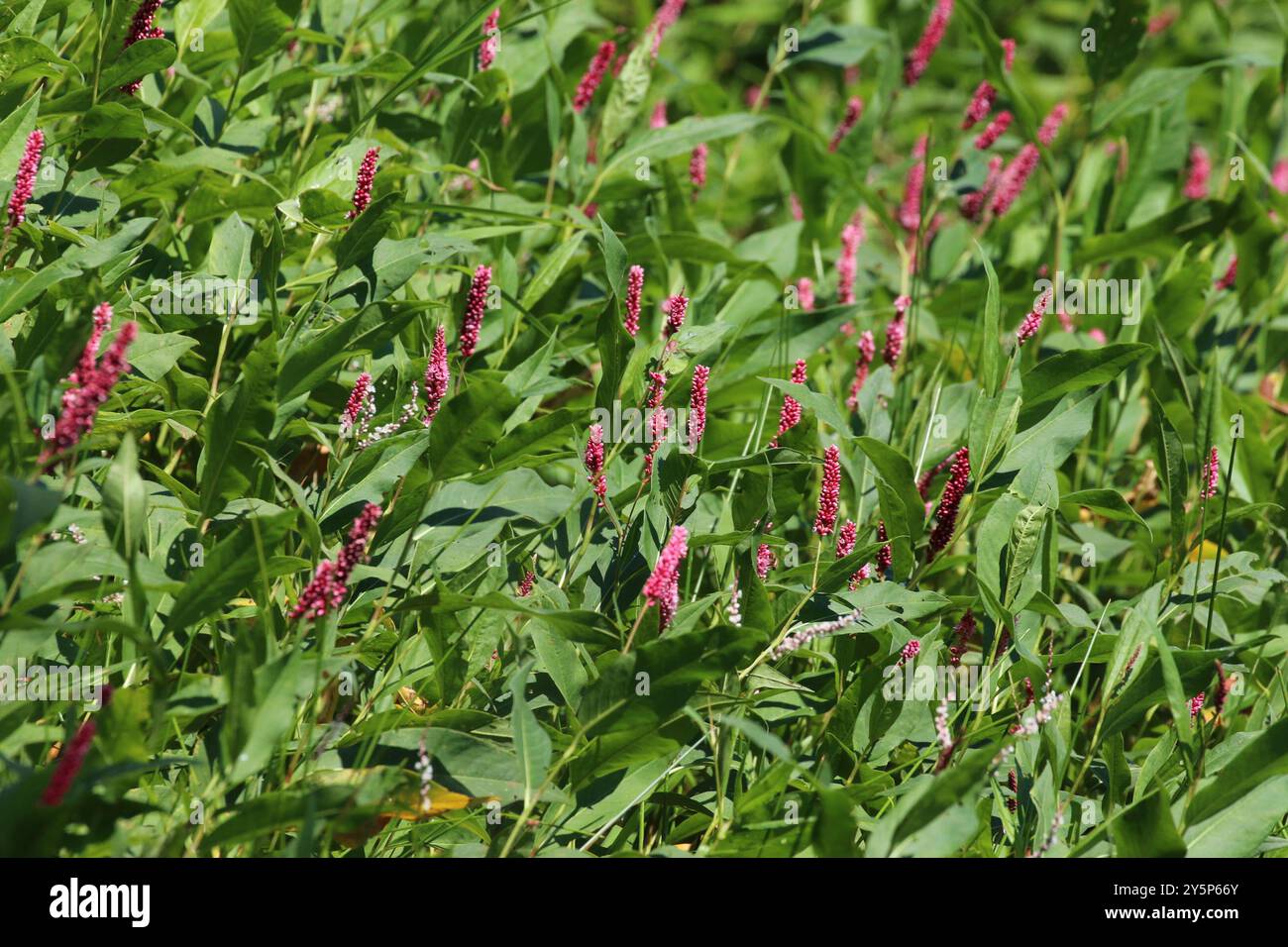 longroot smartweed (Persicaria amphibia emersa) Plantae Stock Photo - Alamy