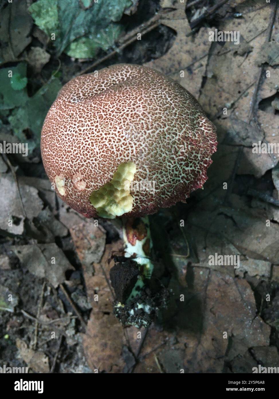 Red-cracking Bolete (Xerocomellus chrysenteron) Fungi Stock Photo - Alamy