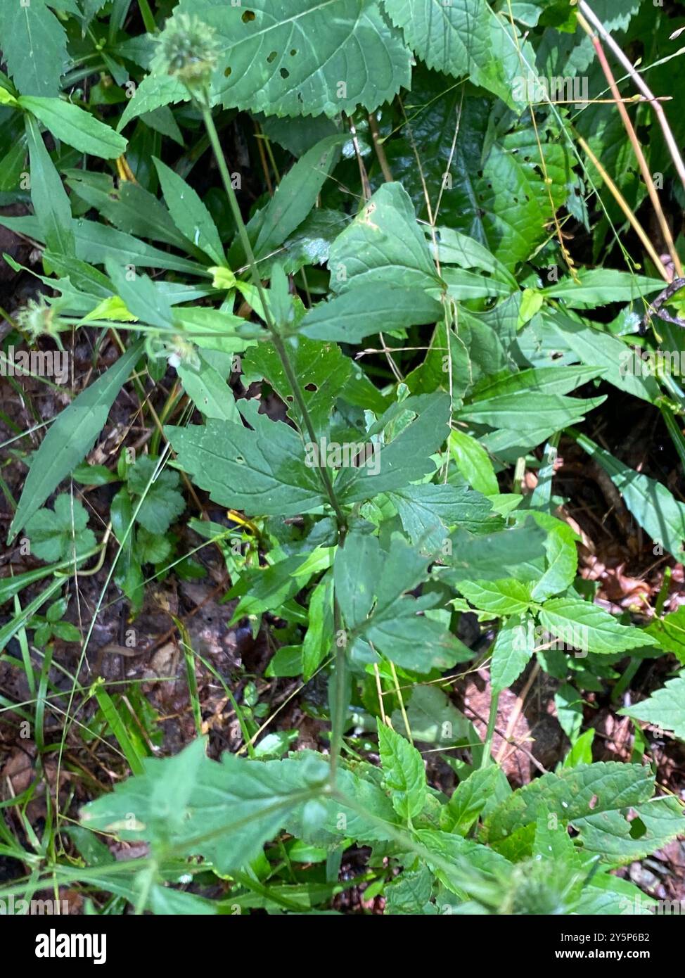 white avens (Geum canadense) Plantae Stock Photo - Alamy