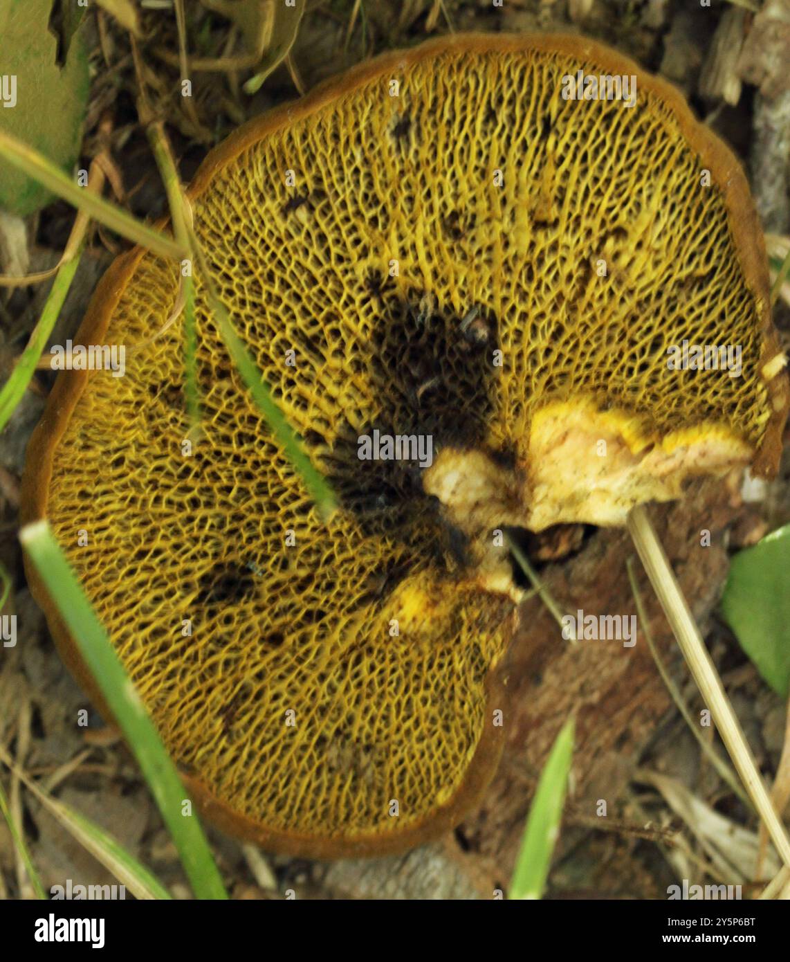 ash-tree bolete (Boletinellus merulioides) Fungi Stock Photo - Alamy