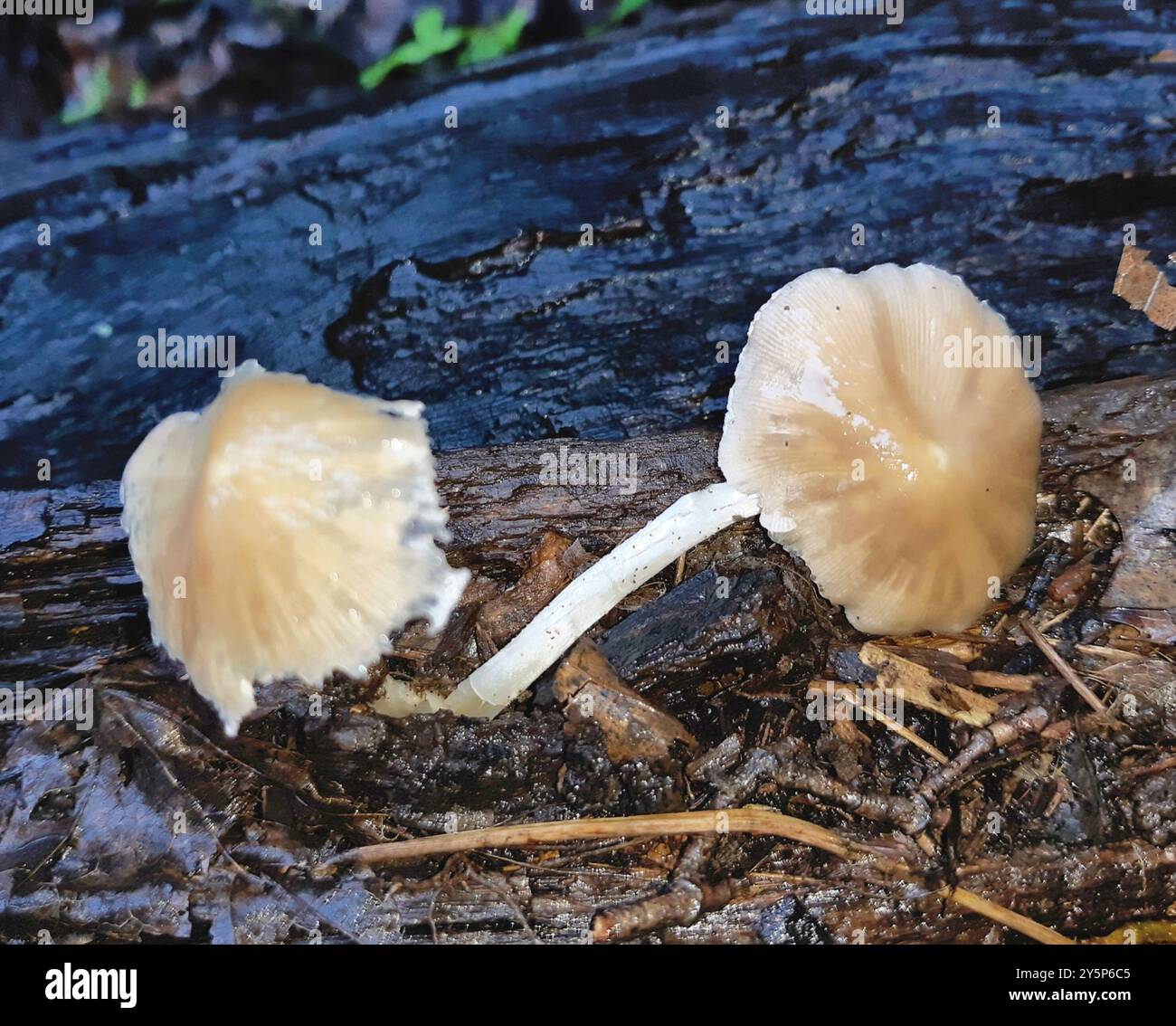 Pale Brittlestem (Candolleomyces candolleanus) Fungi Stock Photo - Alamy