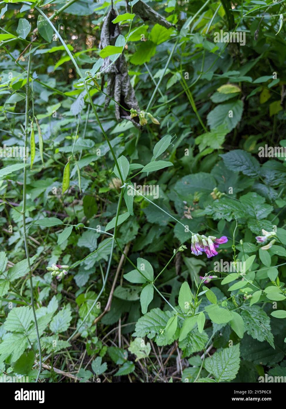 Great Wood-vetch (Vicia dumetorum) Plantae Stock Photo - Alamy