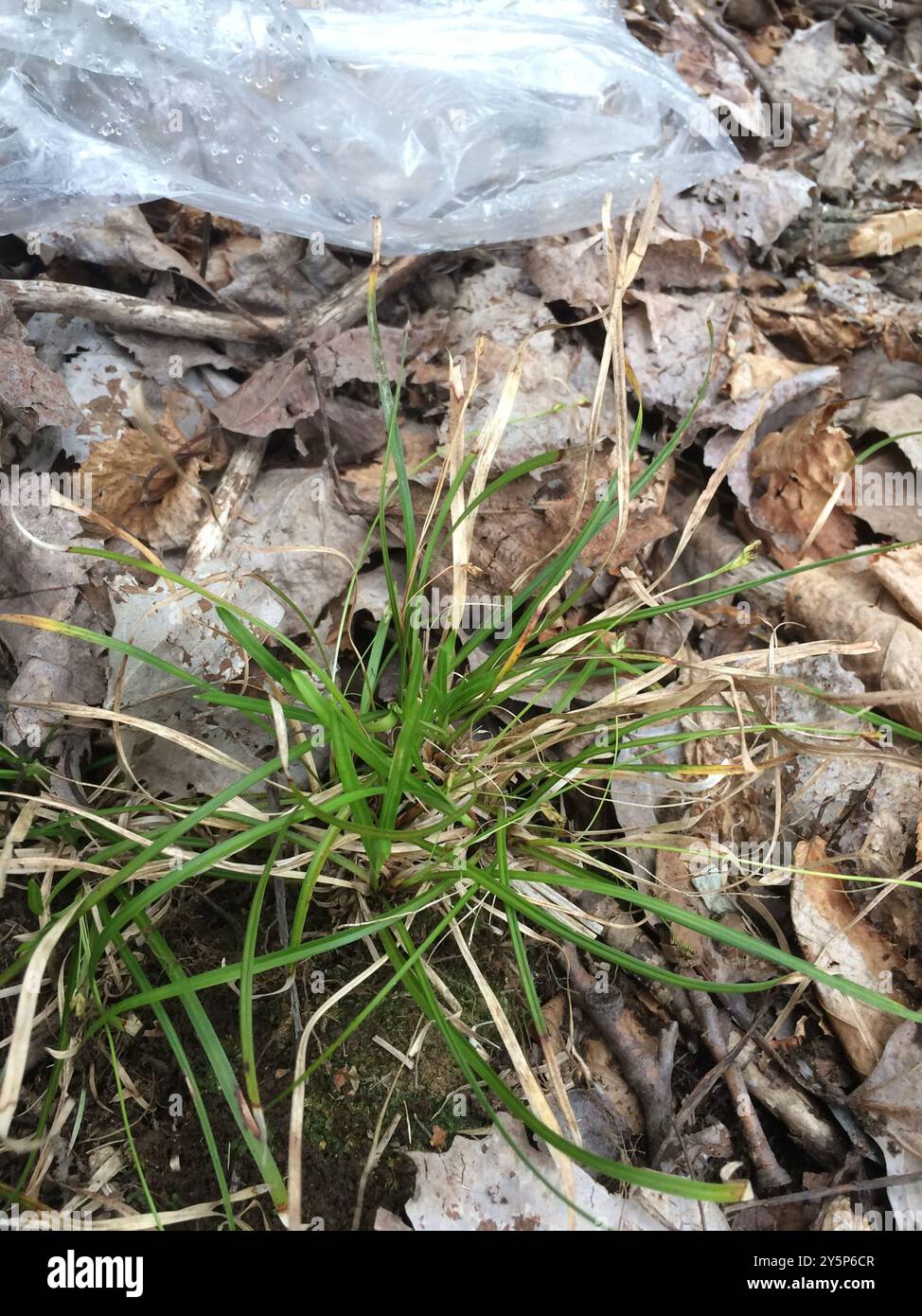 long-stalked sedge (Carex pedunculata) Plantae Stock Photo - Alamy
