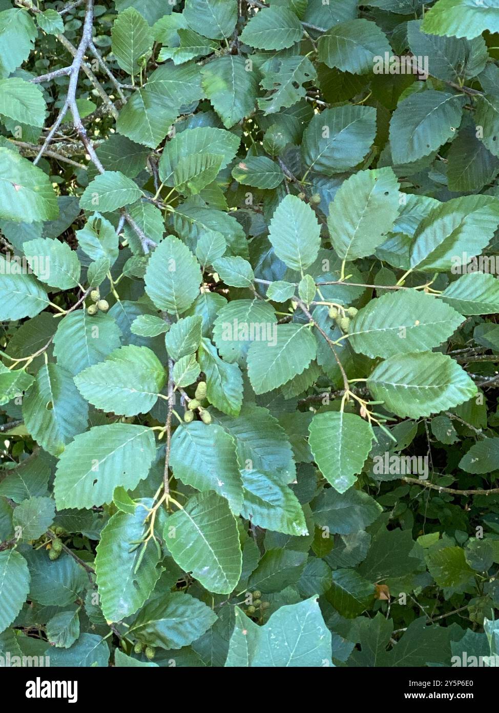 Red Alder (Alnus rubra) Plantae Stock Photo - Alamy