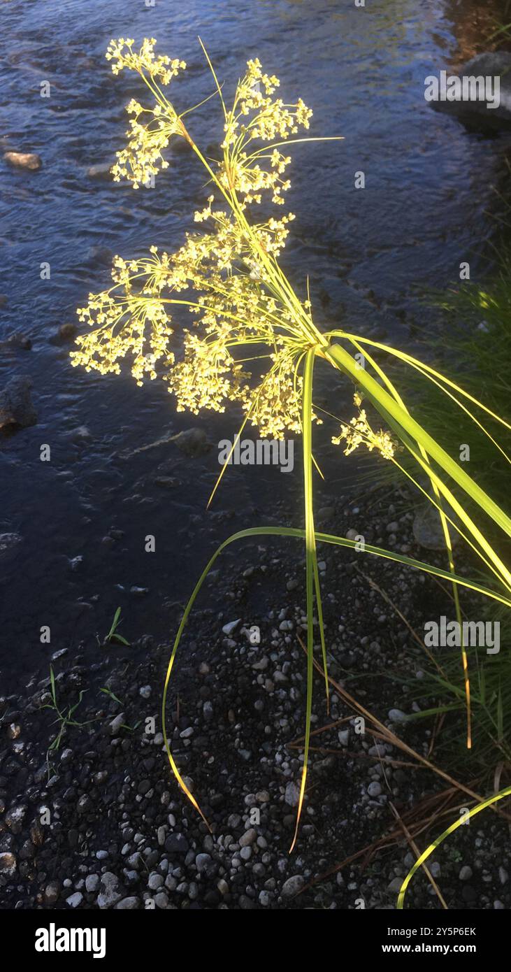 woolgrass (Scirpus cyperinus) Plantae Stock Photo - Alamy