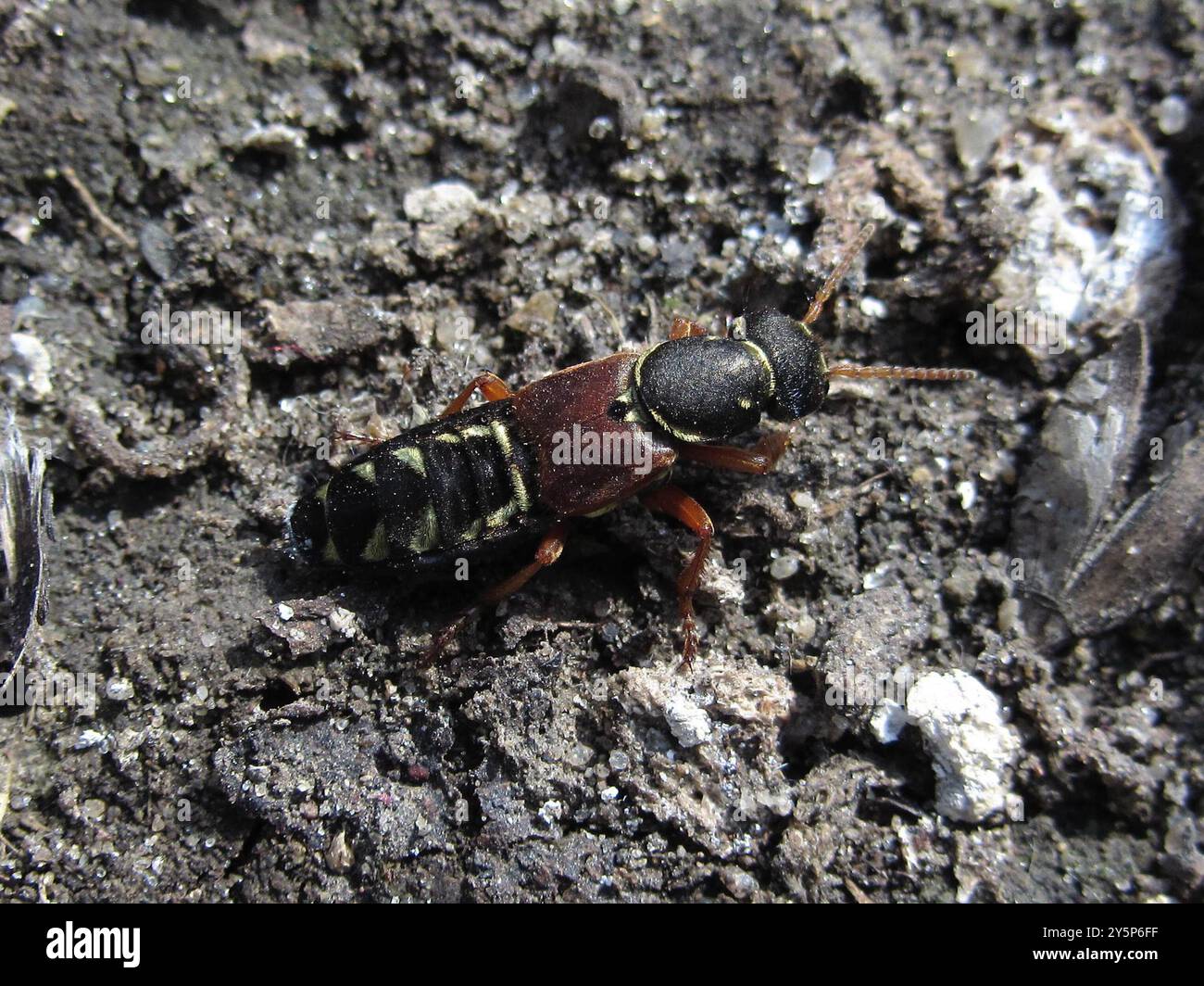 (Staphylinus caesareus) Insecta Stock Photo - Alamy