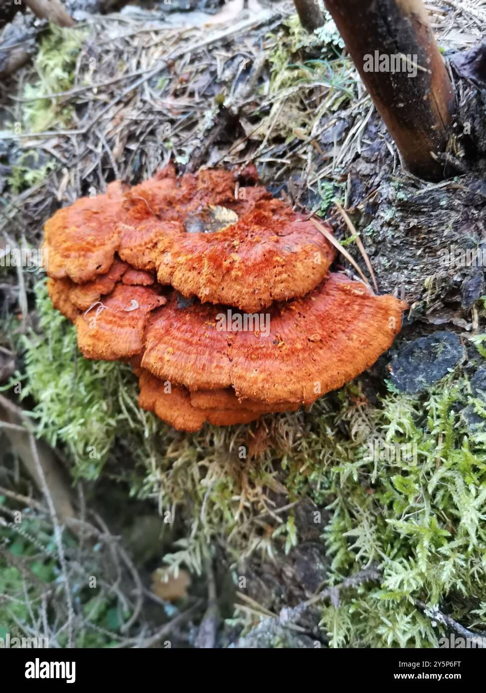 (Pycnoporellus fulgens) Fungi Stock Photo - Alamy