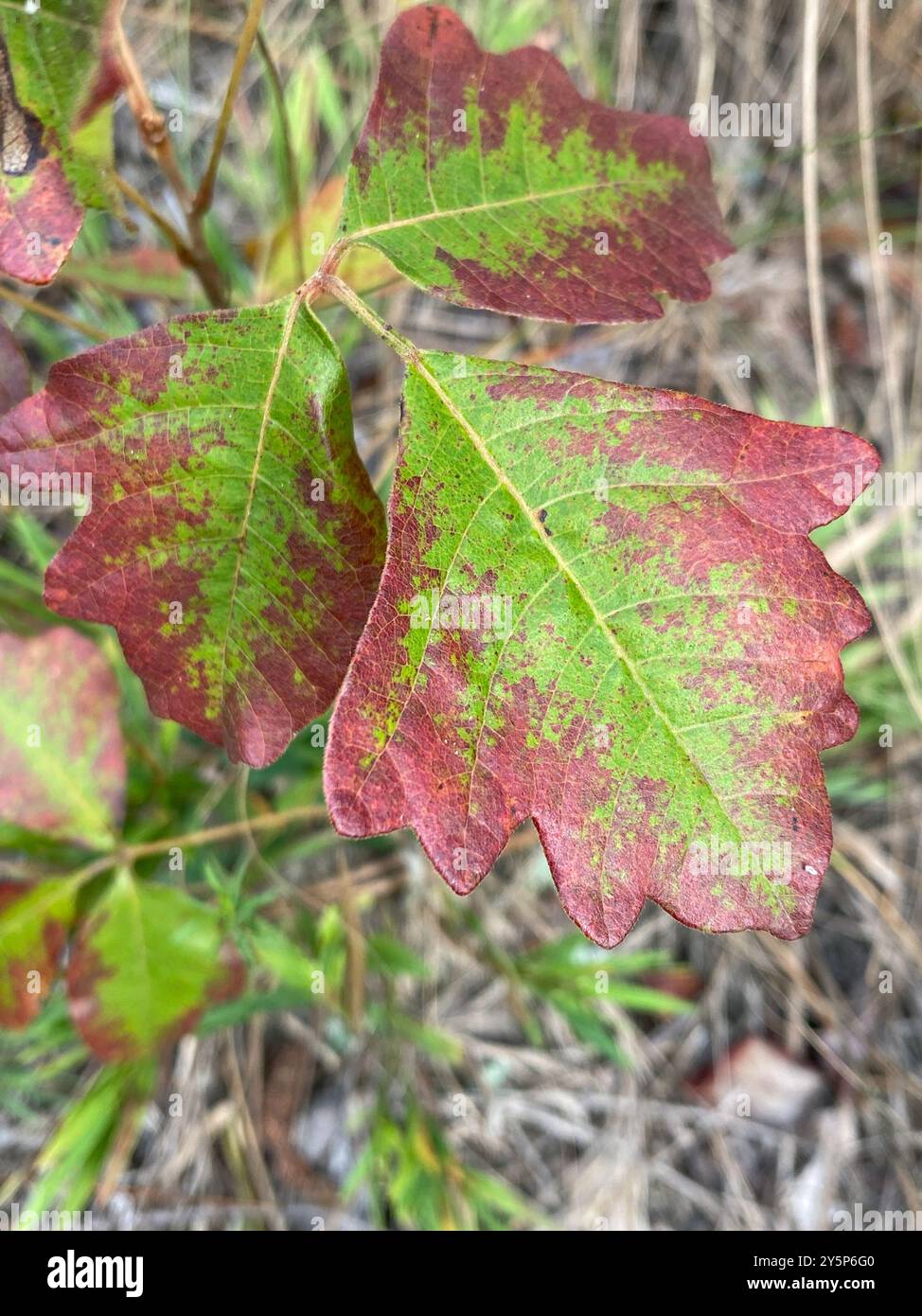 Atlantic poison oak (Toxicodendron pubescens) Plantae Stock Photo - Alamy