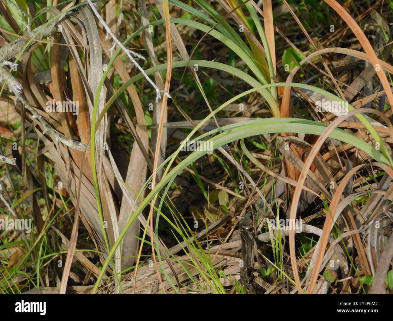 monocots (Liliopsida) Plantae Stock Photo - Alamy