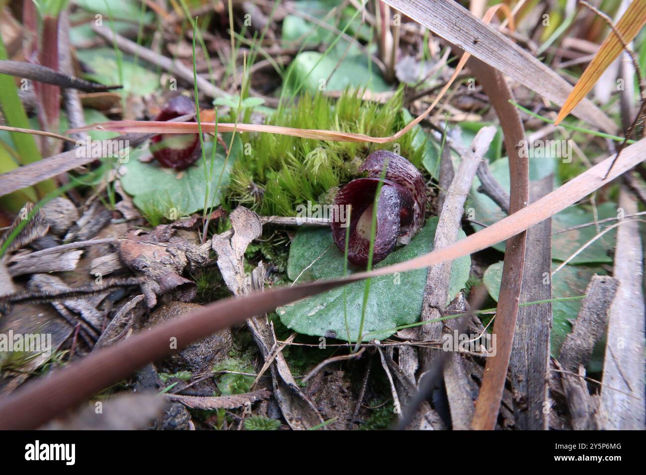 slaty helmet-orchid (Corybas incurvus) Plantae Stock Photo - Alamy
