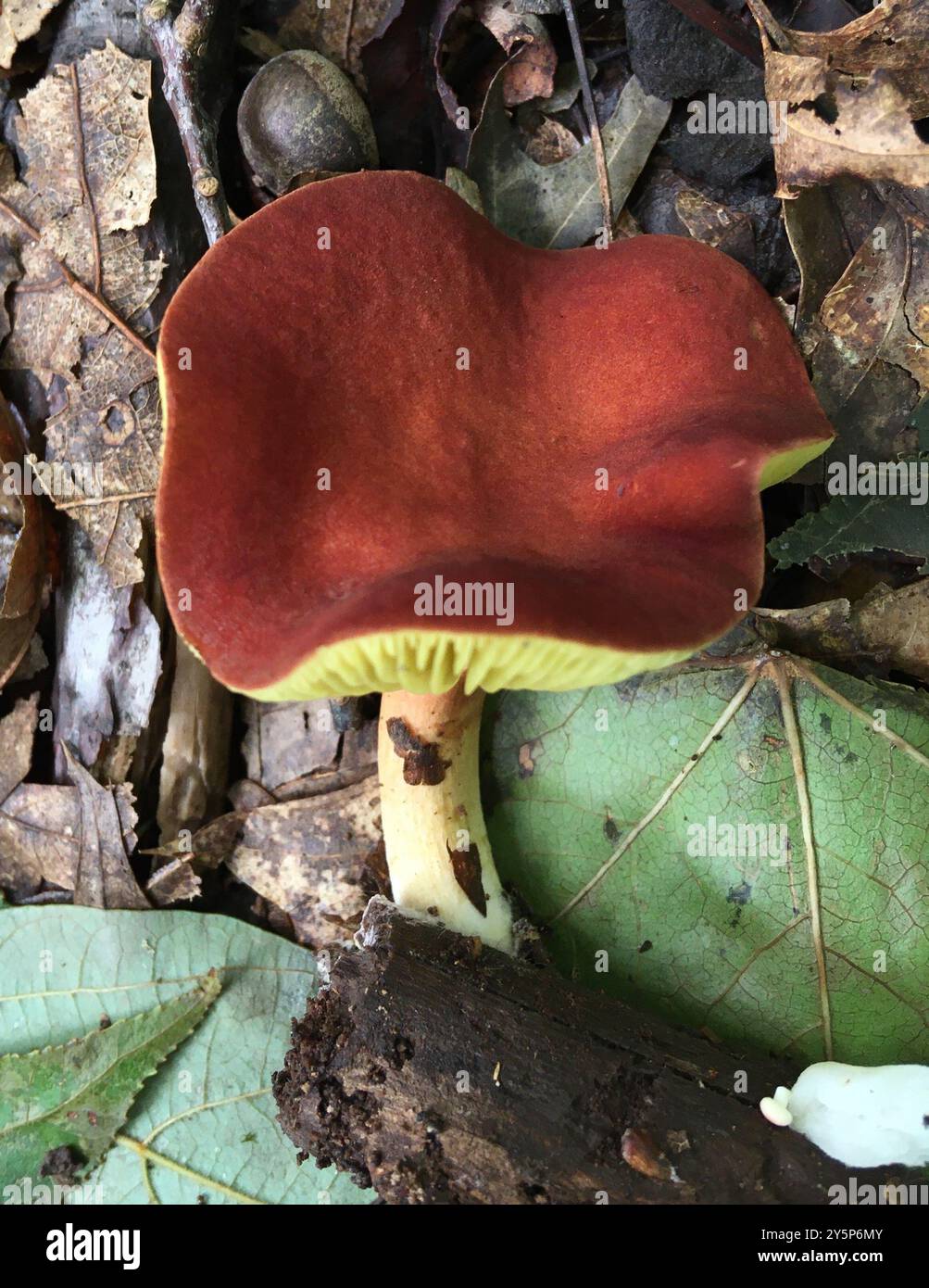 Gilled Bolete (Phylloporus leucomycelinus) Fungi Stock Photo - Alamy