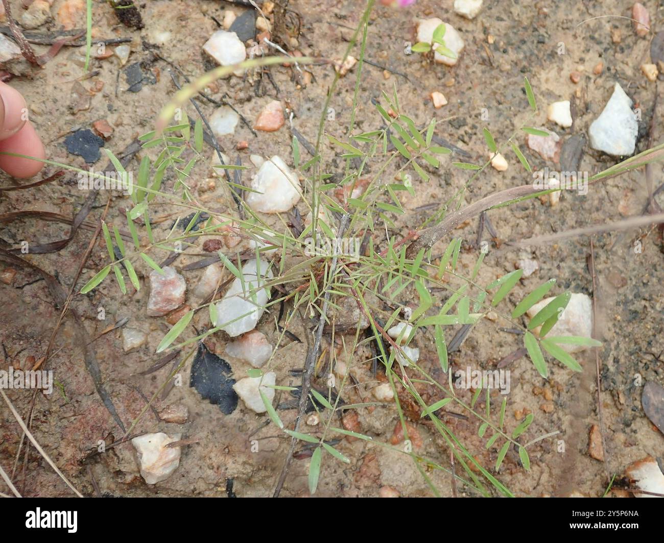 Milkpeas (Galactia) Plantae Stock Photo - Alamy