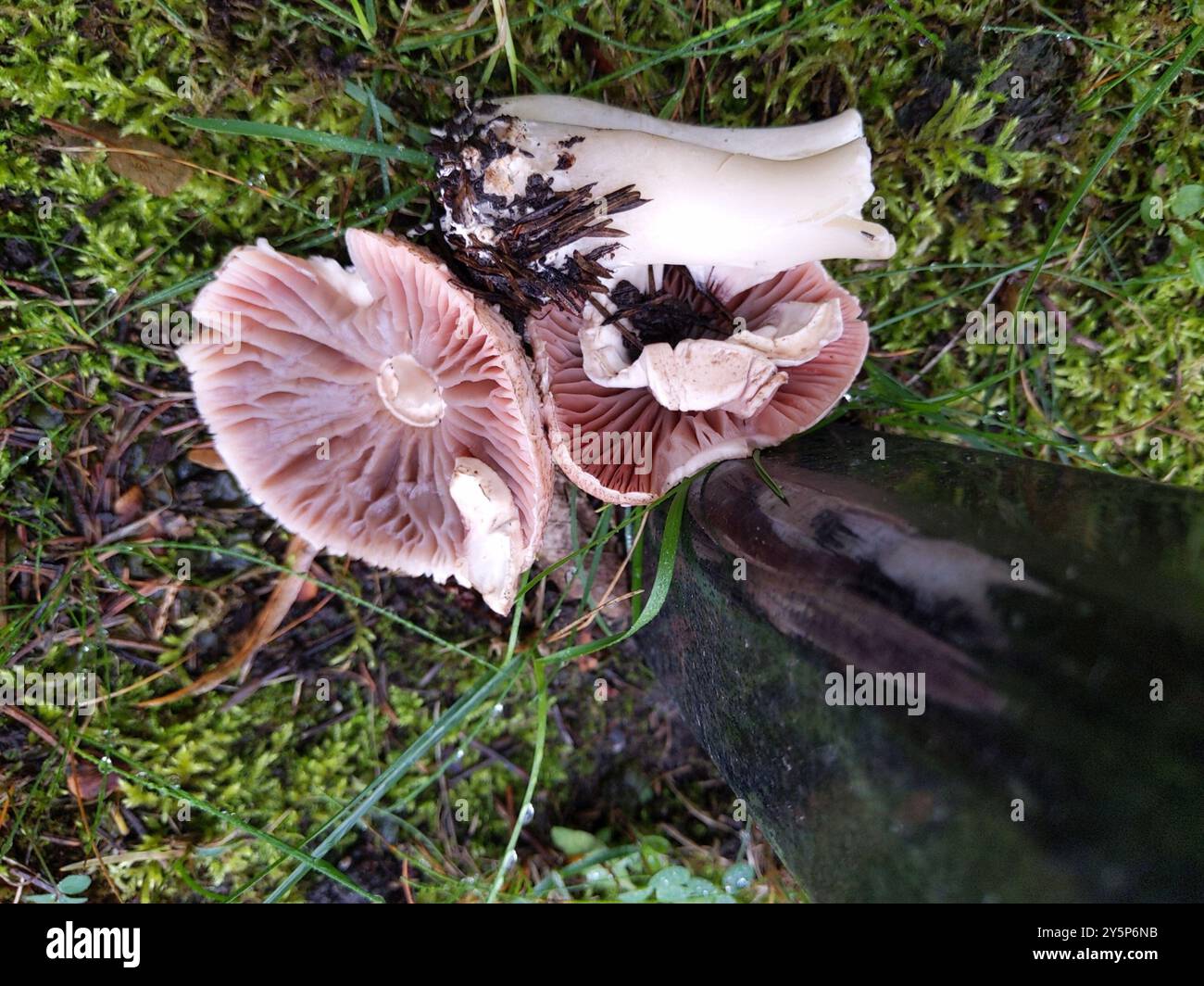 Stinking Dapperling (Lepiota cristata) Fungi Stock Photo - Alamy