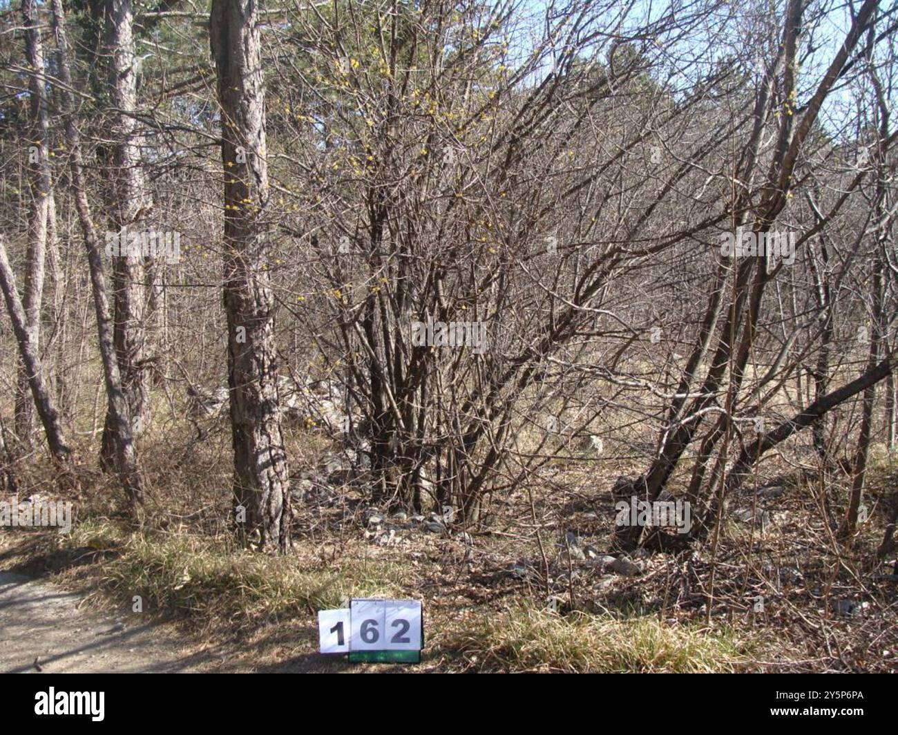 Cornelian cherry (Cornus mas) Plantae Stock Photo - Alamy