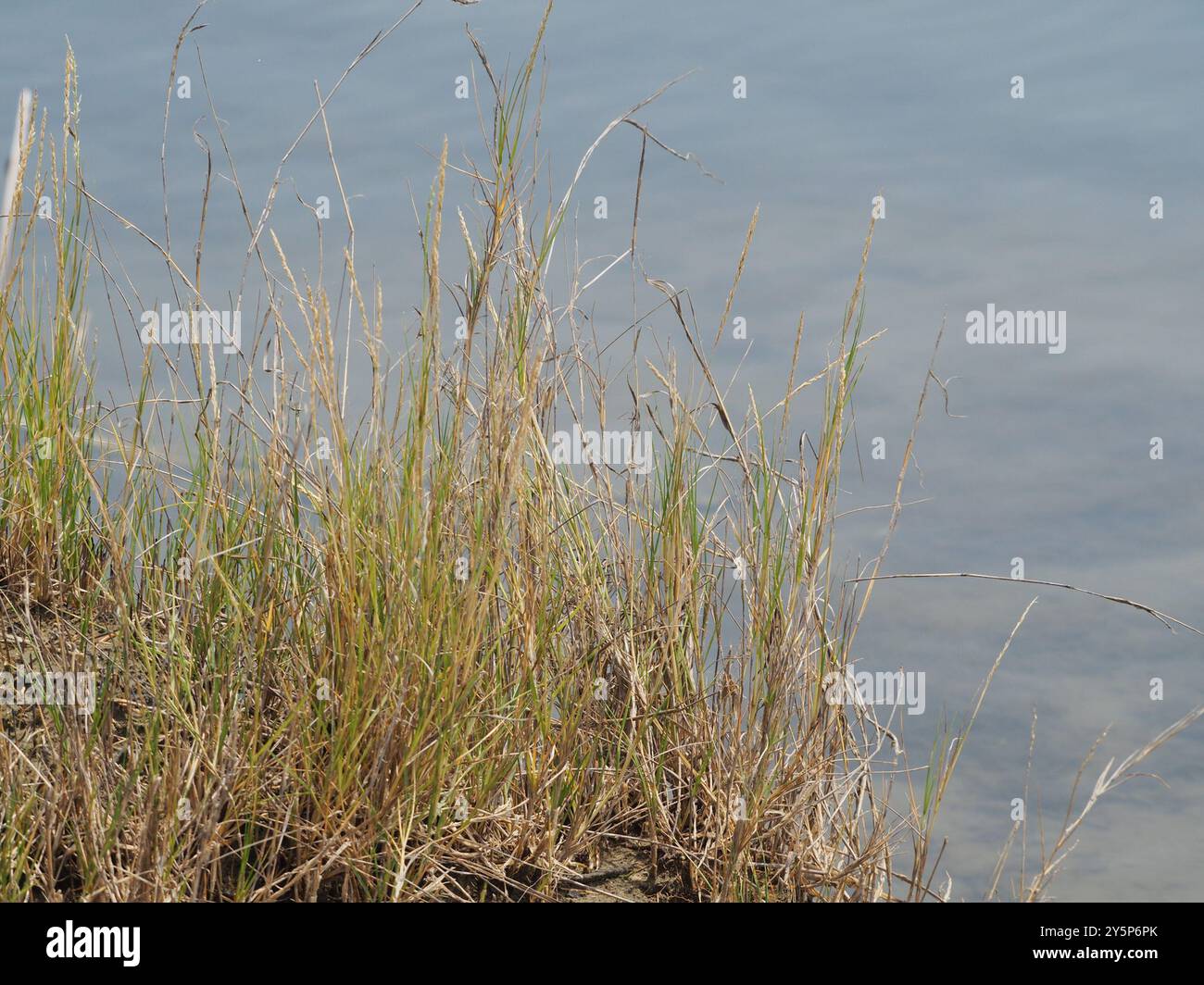 seashore dropseed (Sporobolus virginicus) Plantae Stock Photo - Alamy