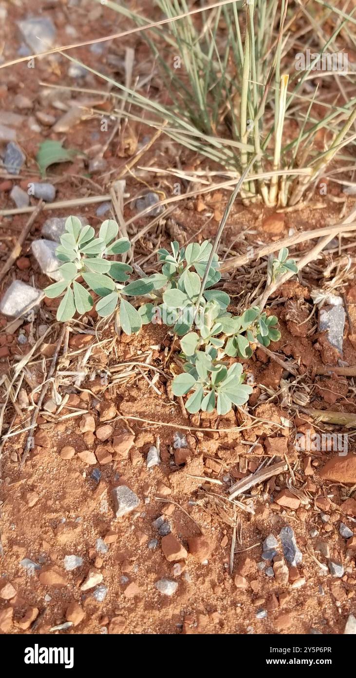 Golden Prairie Clover (Dalea aurea) Plantae Stock Photo - Alamy
