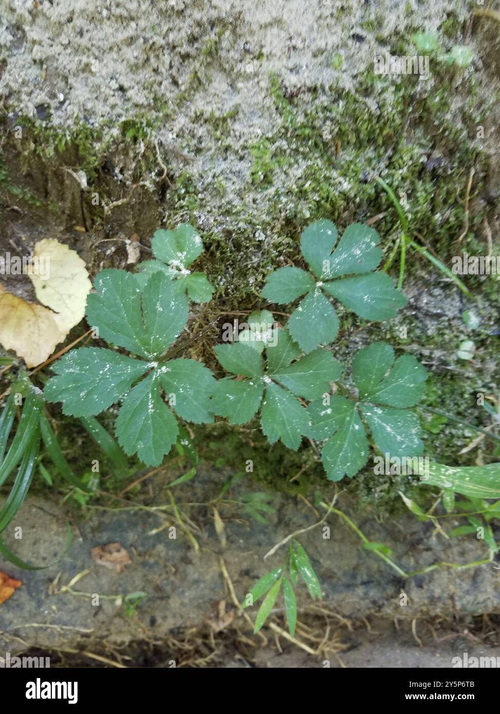 Black Snakeroot (Sanicula canadensis) Plantae Stock Photo - Alamy