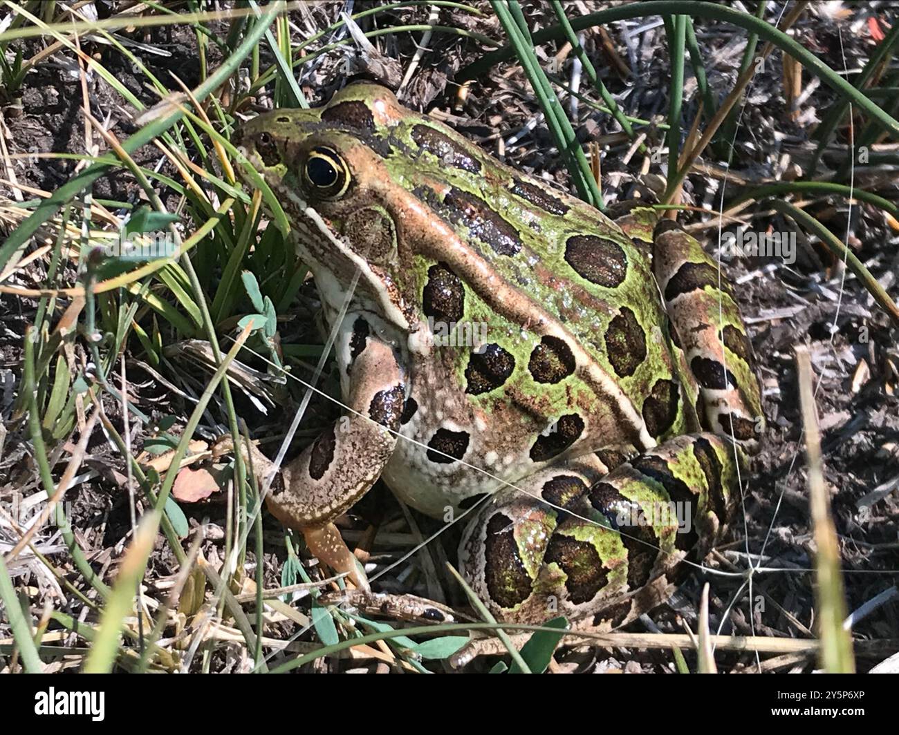 Northern Leopard Frog (Lithobates pipiens) Amphibia Stock Photo - Alamy