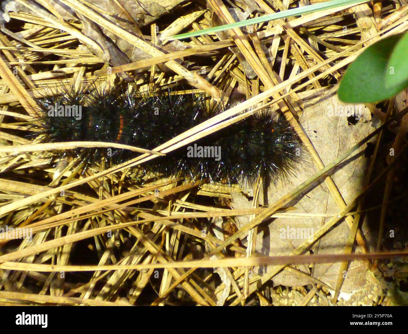 Giant Leopard Moth (Hypercompe scribonia) Insecta Stock Photo - Alamy
