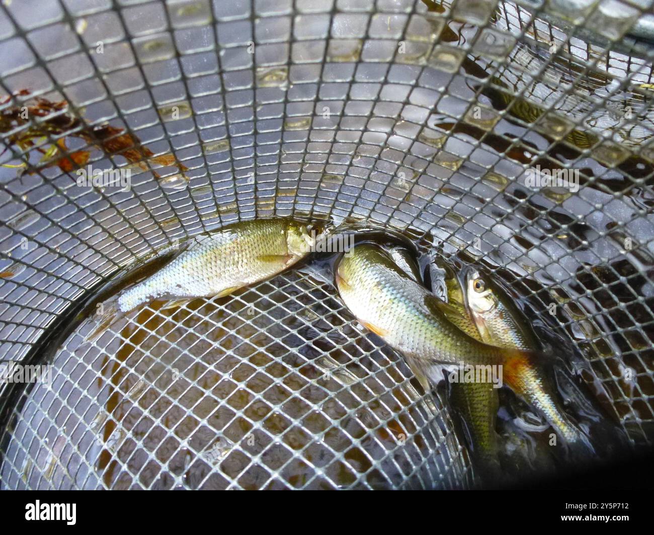 Golden Shiner (Notemigonus crysoleucas) Actinopterygii Stock Photo - Alamy