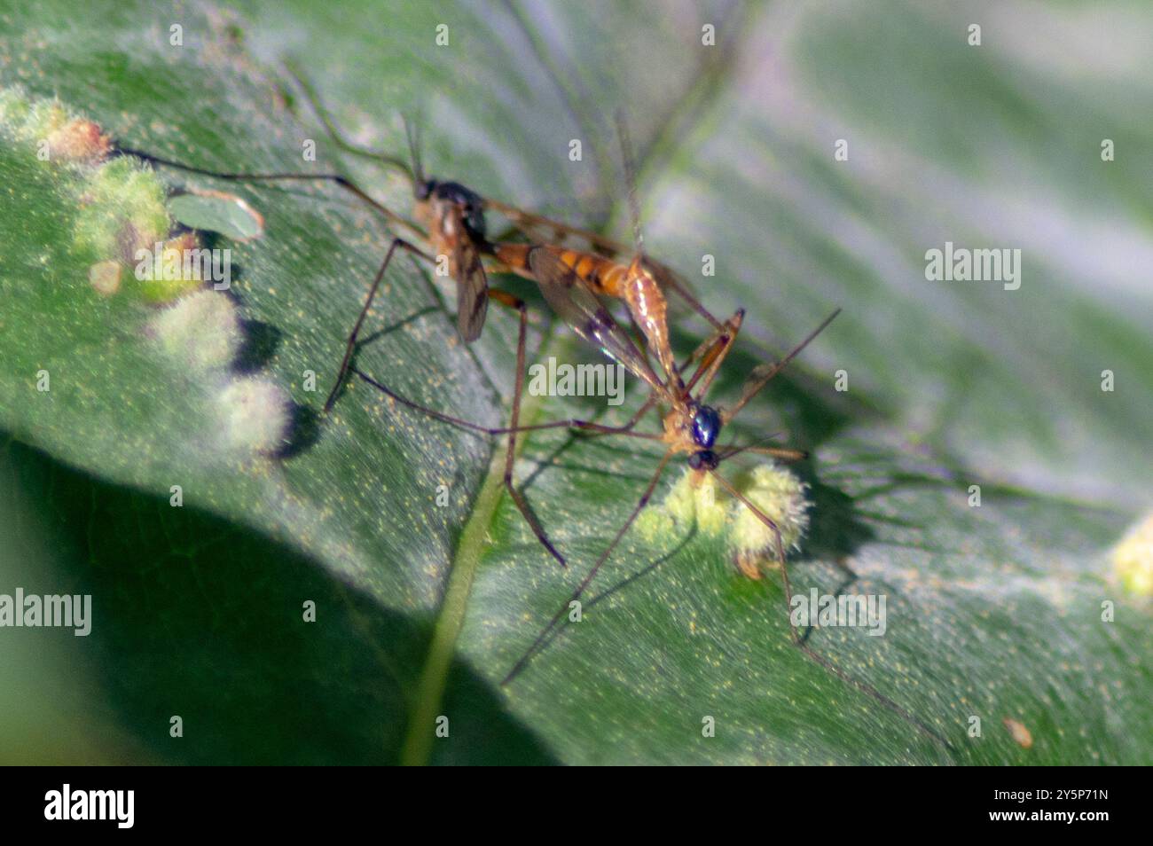 (Ptychoptera quadrifasciata) Insecta Stock Photo - Alamy