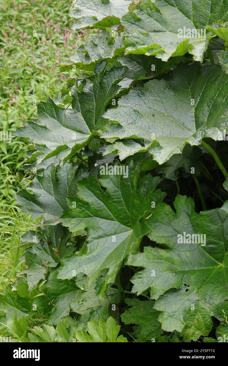 Umbrella Plant (Darmera peltata) Plantae Stock Photo - Alamy